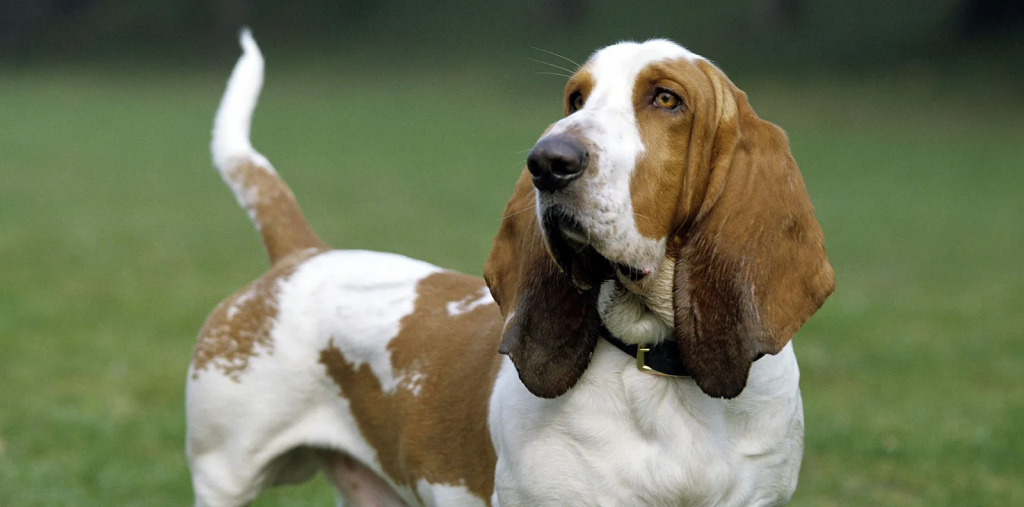 Turista estadounidense inicia trámites para adoptar a perrito callejero ...