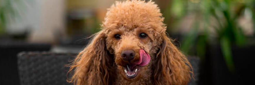 ¡Este restaurante italiano tiene menú para perritos!