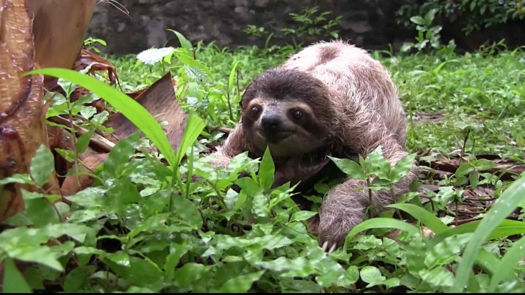Evita parecer un oso perezoso: Descubre las horas de sueño que ...