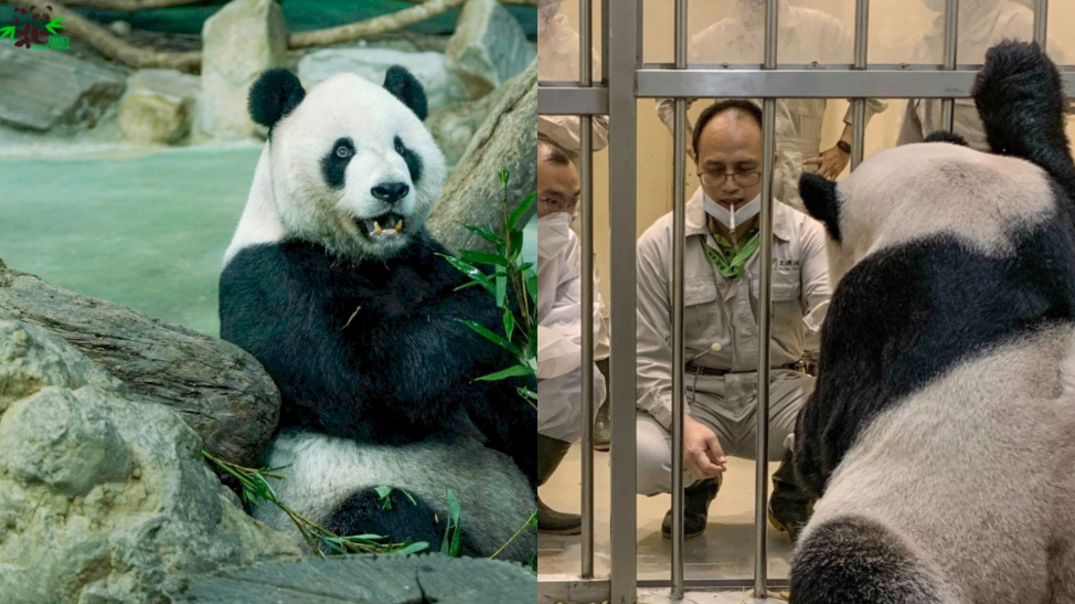 Un amor animal que omite problemas políticos: China y Taiwan se unen para ayudar al oso panda ...