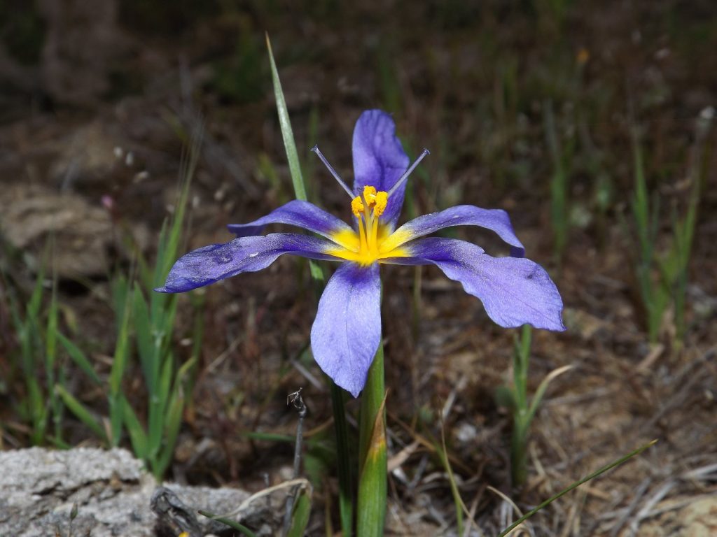 Presencia chilena en el espacio: Un exoplaneta y una estrella fueron ...